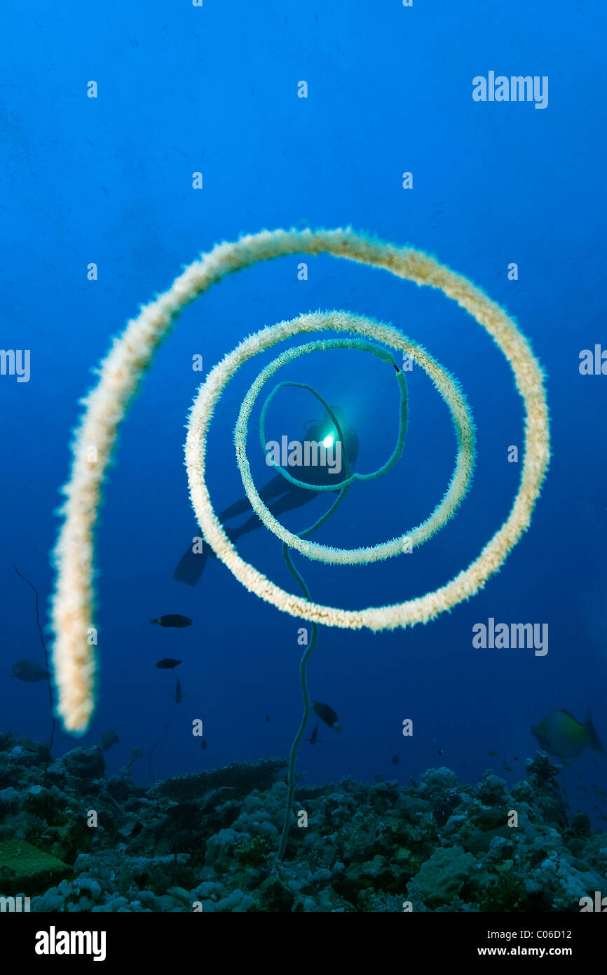 Wire Corals High Resolution Stock Photography and Images - Alamy