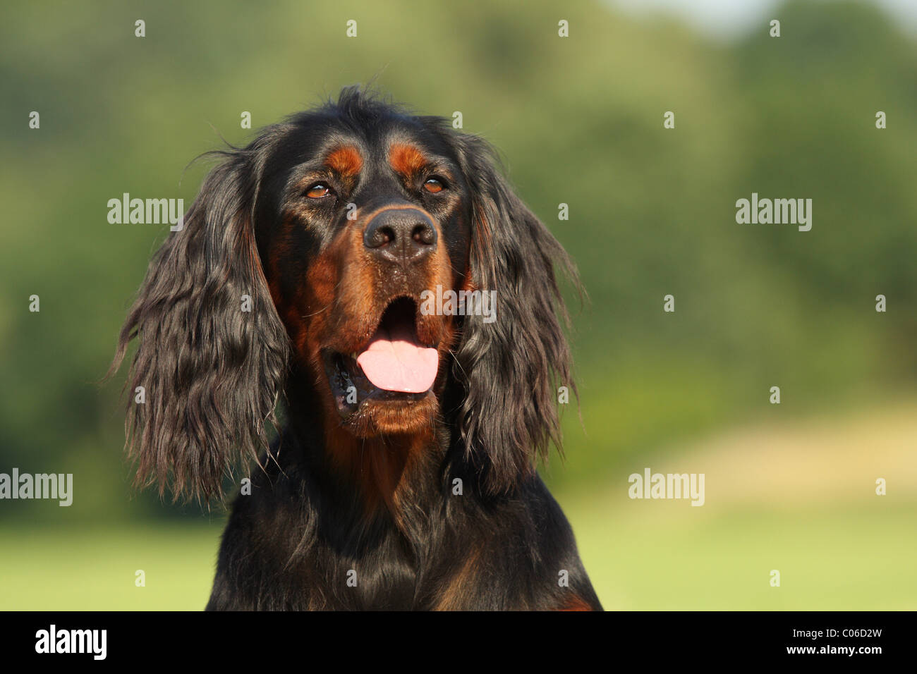 Gordon Setter Portrait Stock Photo - Alamy