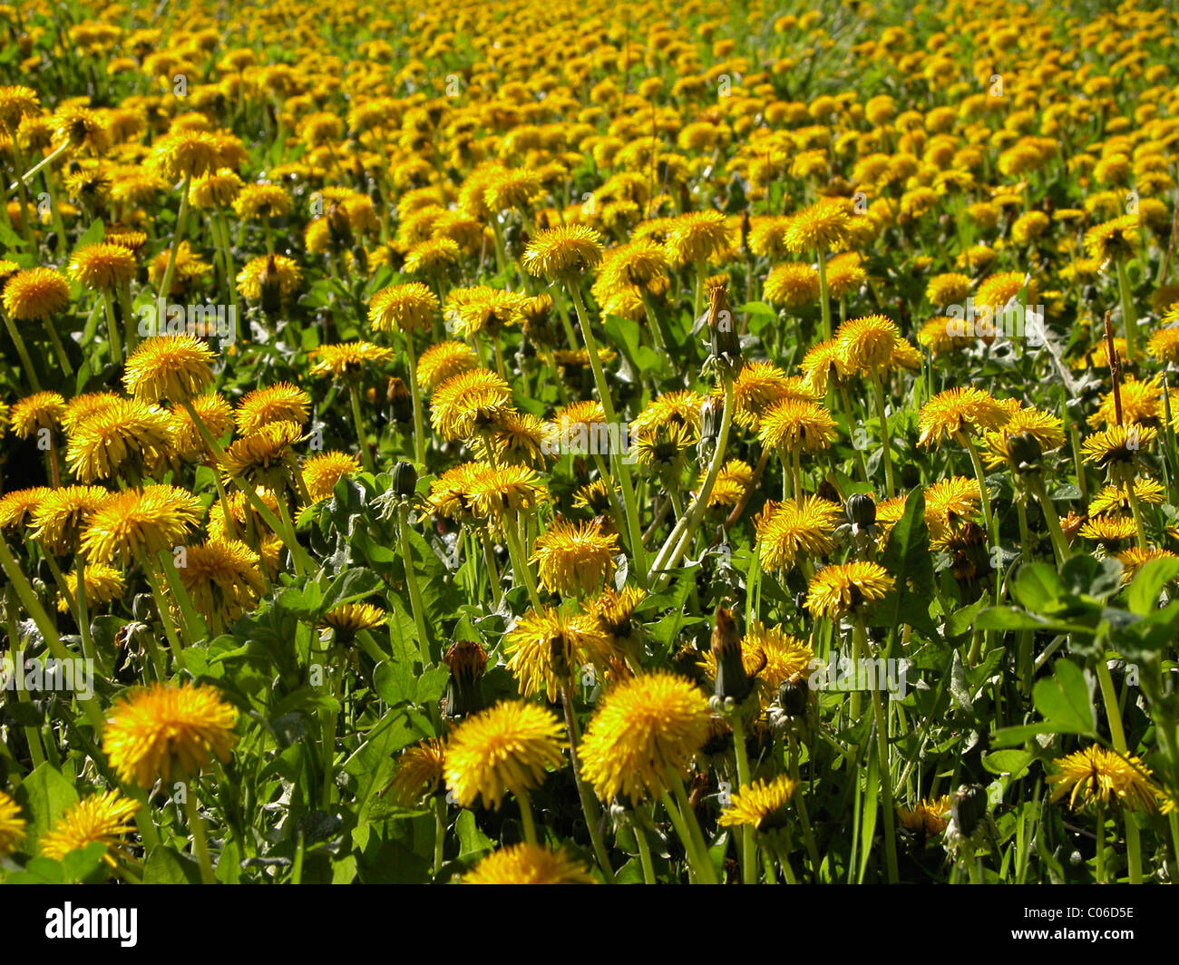 Dandelions structure hi-res stock photography and images - Alamy