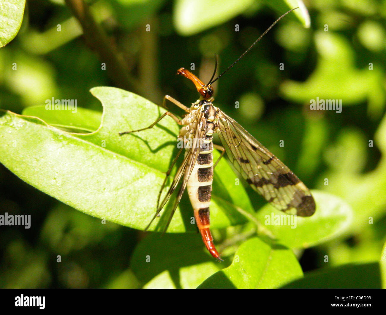 Fly scorpion hi-res stock photography and images - Alamy