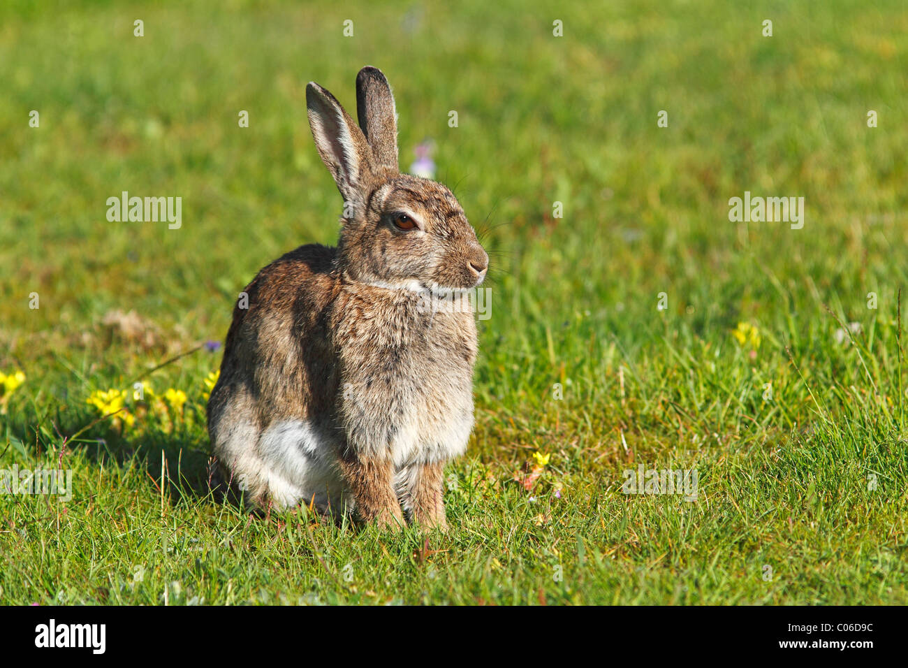 European Rabbit (Oryctolagus cuniculus Stock Photo - Alamy