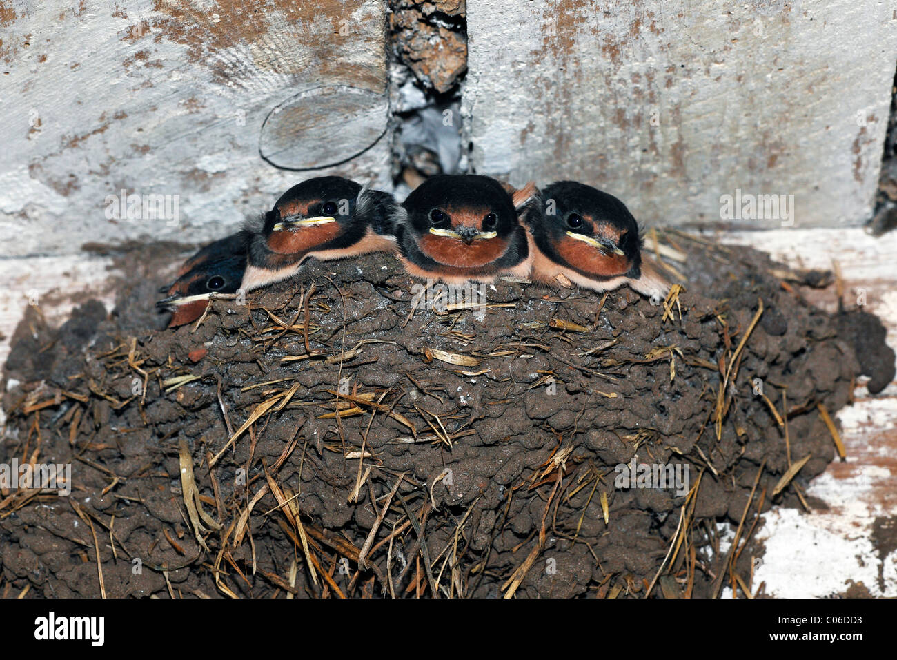 Young barn swallows (Hirundo rustica), chicks in a nest under a barn ...