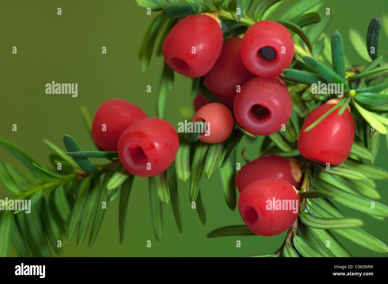 Common yew hi-res stock photography and images - Alamy