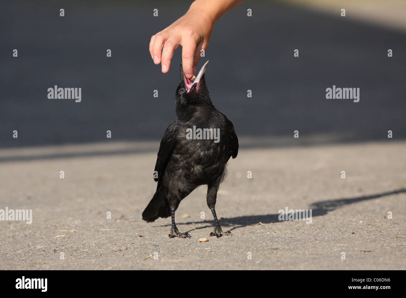 Human carrion hi-res stock photography and images - Alamy