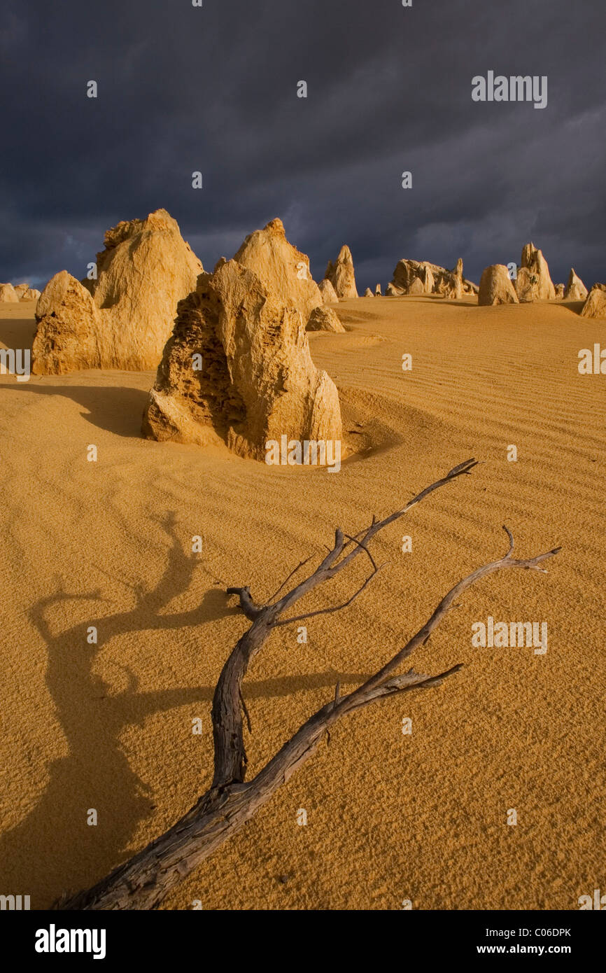 The Pinnacles Desert at sunrise with a moody grey sky, Nambung National ...