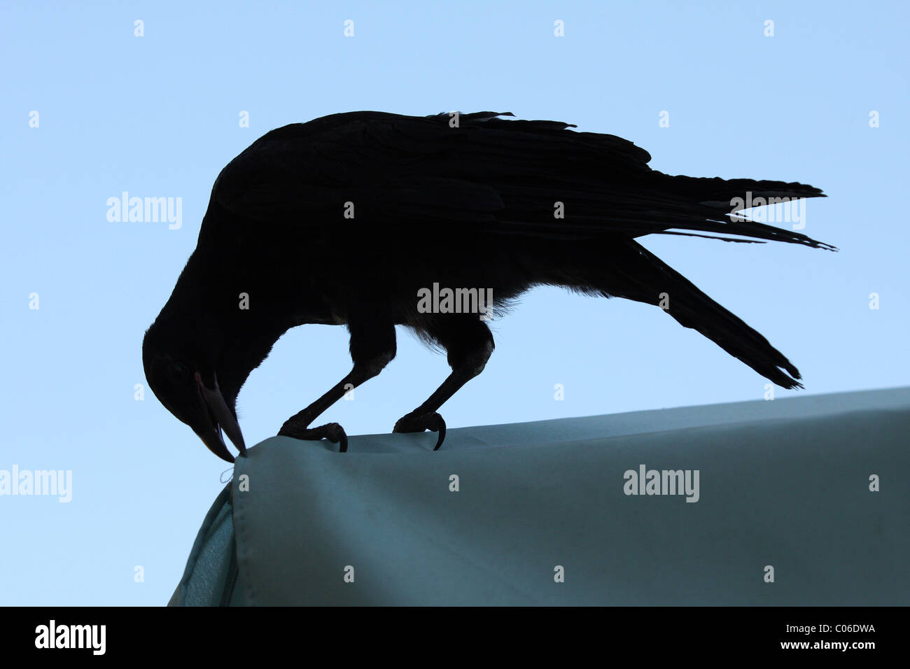Crows sky dark hi-res stock photography and images - Alamy