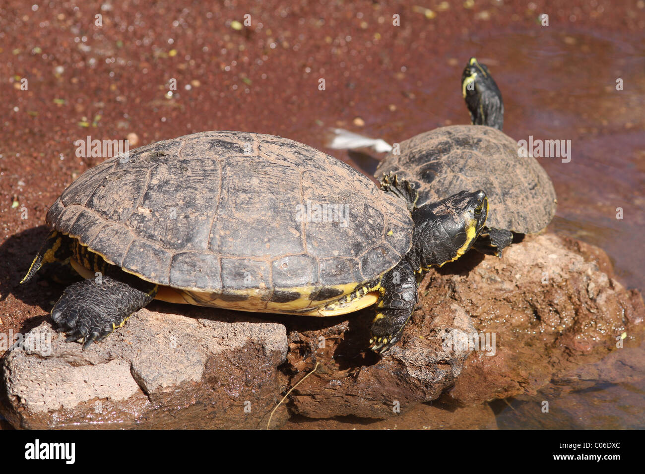 Terrapin Aquatic reptile resting on a rock Stock Photo - Alamy