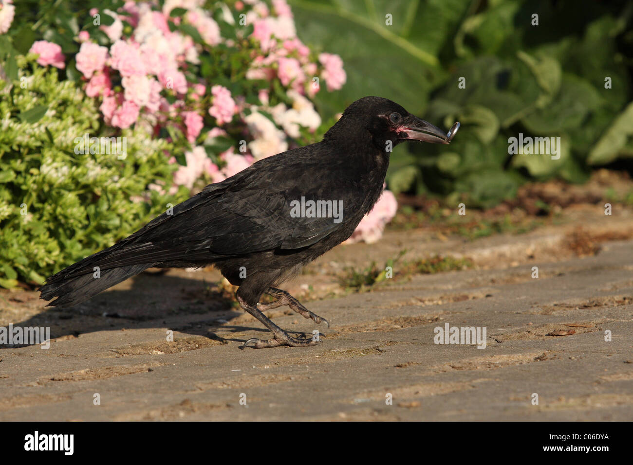 Crow bill hi-res stock photography and images - Alamy