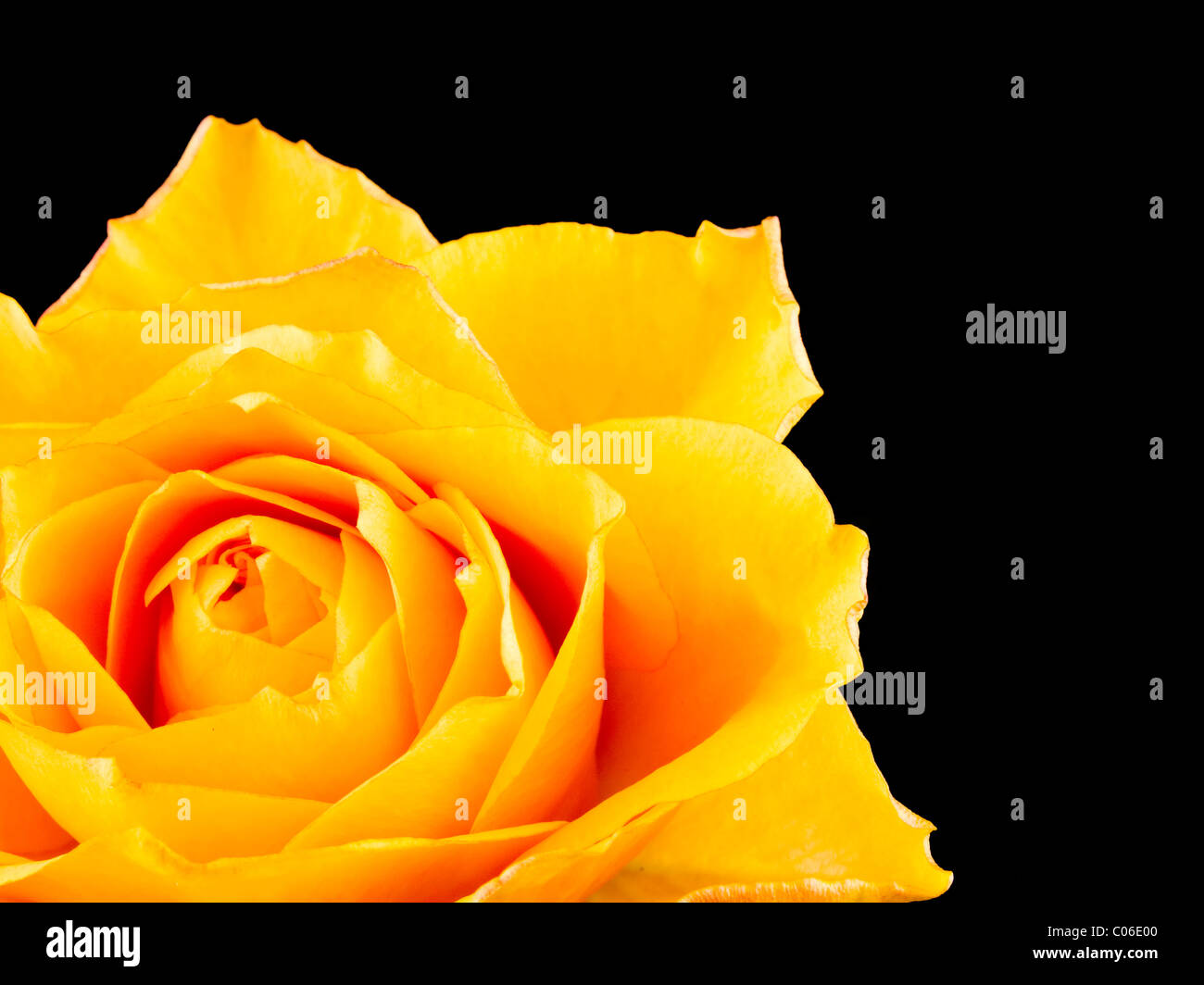 Beautiful tea rose on black background Stock Photo - Alamy