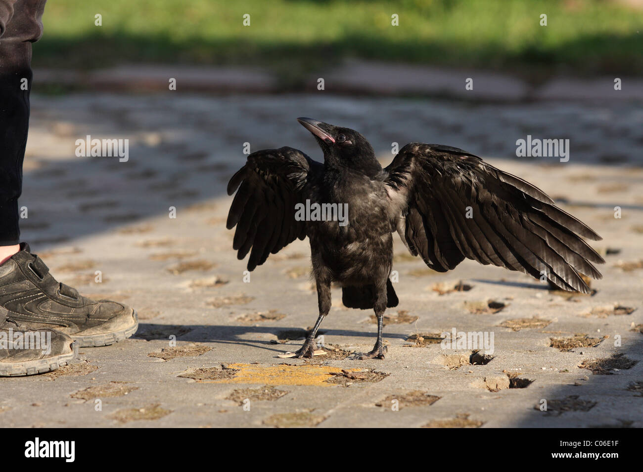 Crow behavior hi-res stock photography and images - Alamy