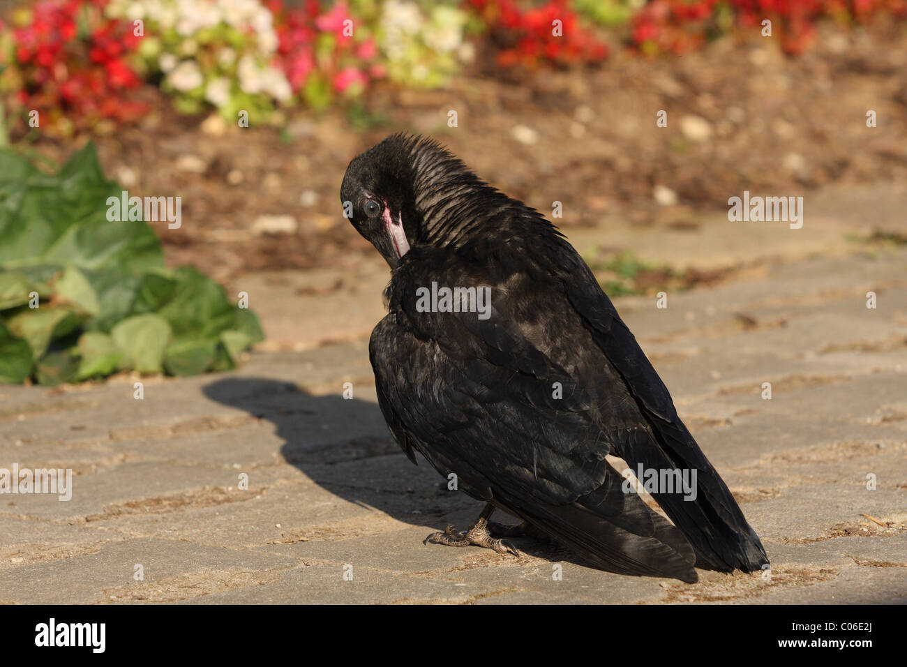 Preening crow hi-res stock photography and images - Alamy