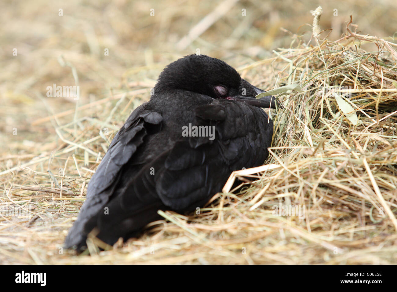 Crow rest hi-res stock photography and images - Alamy