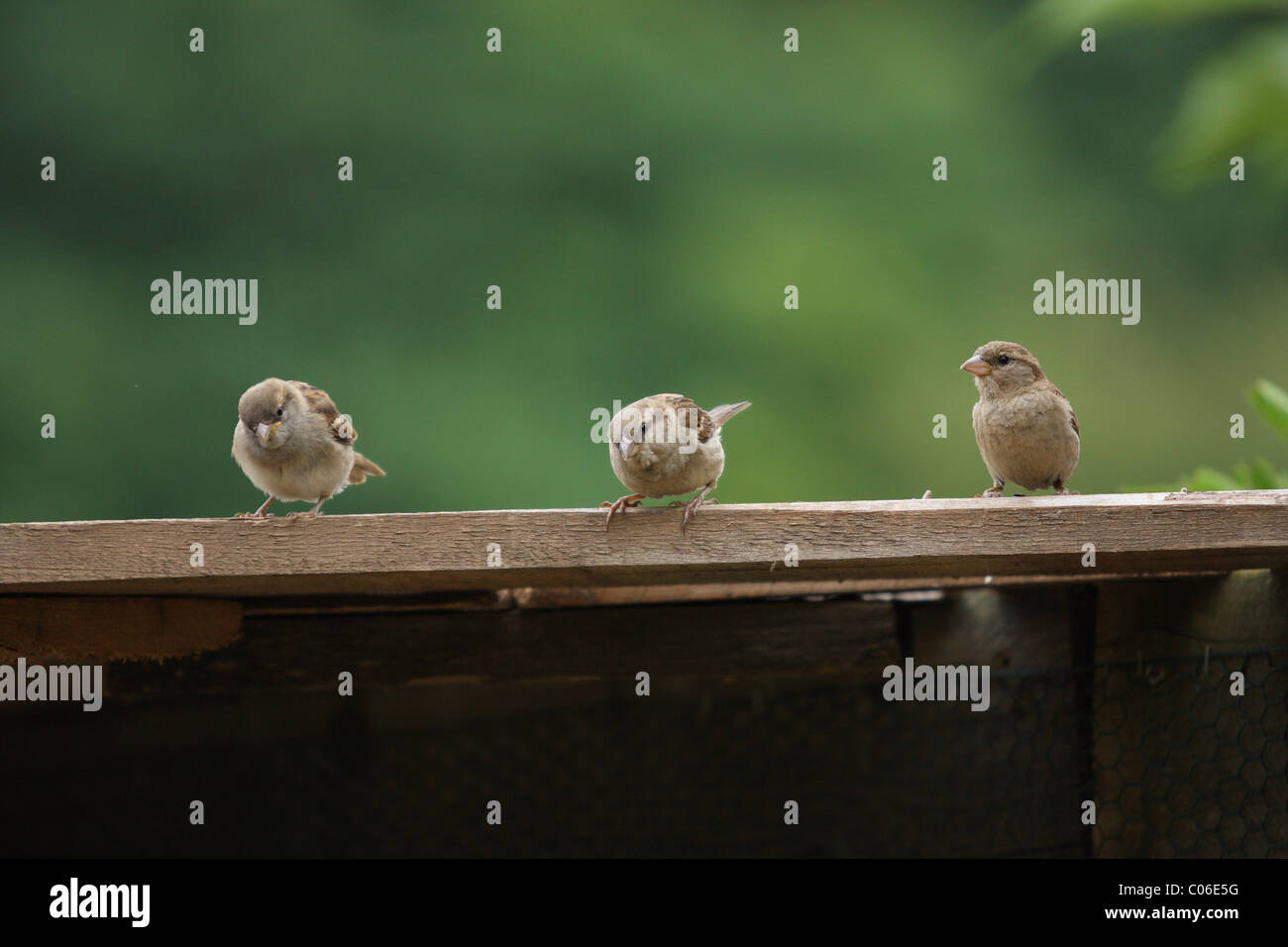 Three sparrows hi-res stock photography and images - Alamy