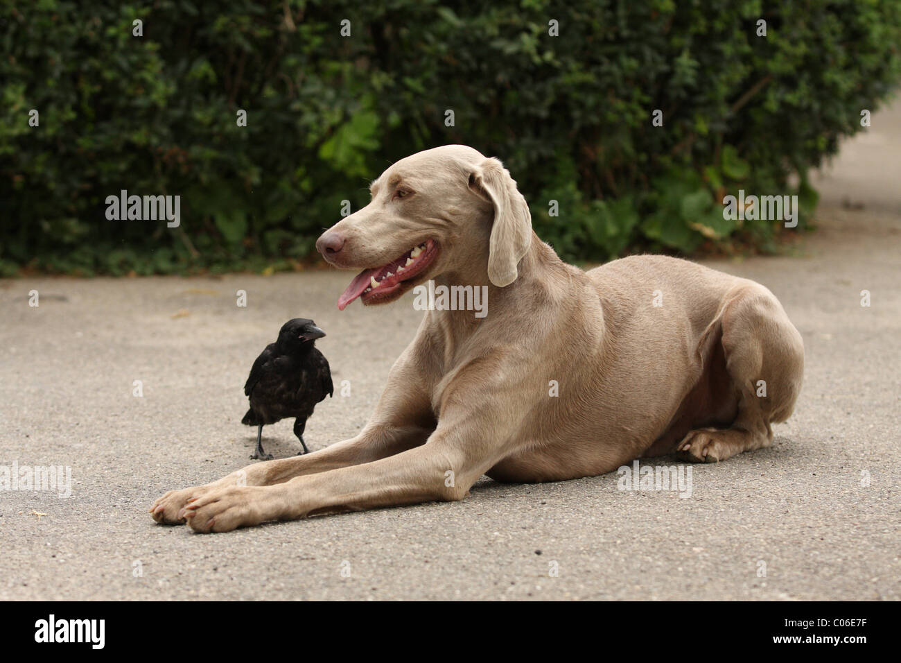 dog and bird Stock Photo - Alamy