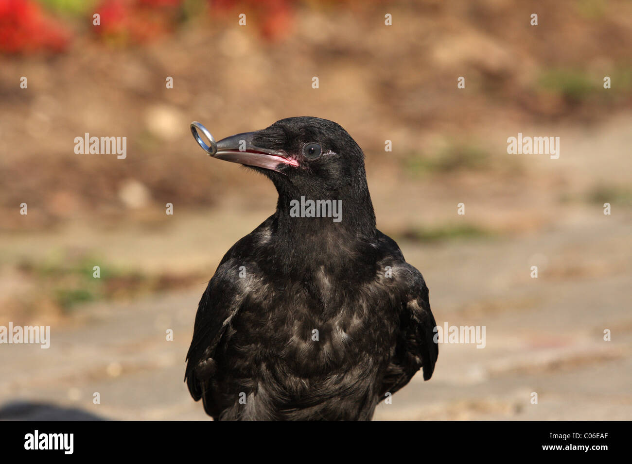 Crow with beak open hi-res stock photography and images - Alamy