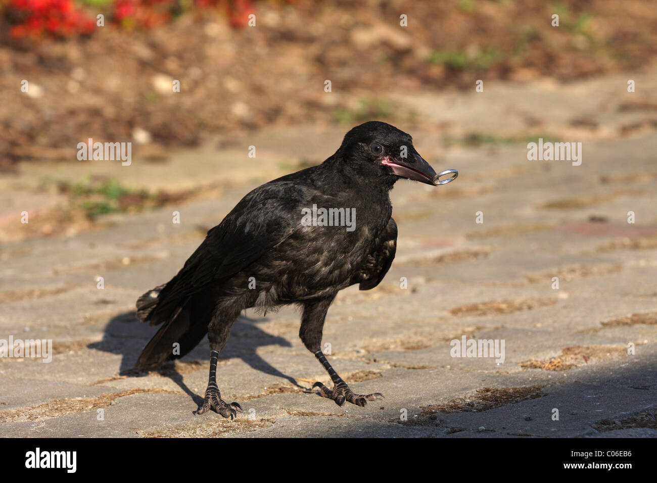 Crow bill hi-res stock photography and images - Alamy