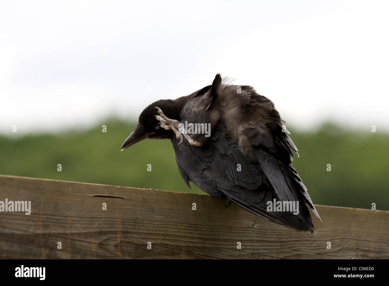 Preening crow hi-res stock photography and images - Alamy
