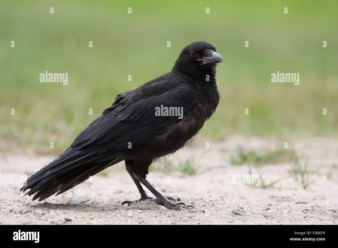 Crow side view hi-res stock photography and images - Alamy