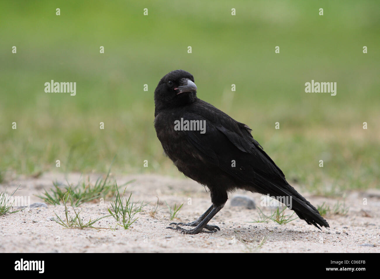 Crow side view hi-res stock photography and images - Alamy