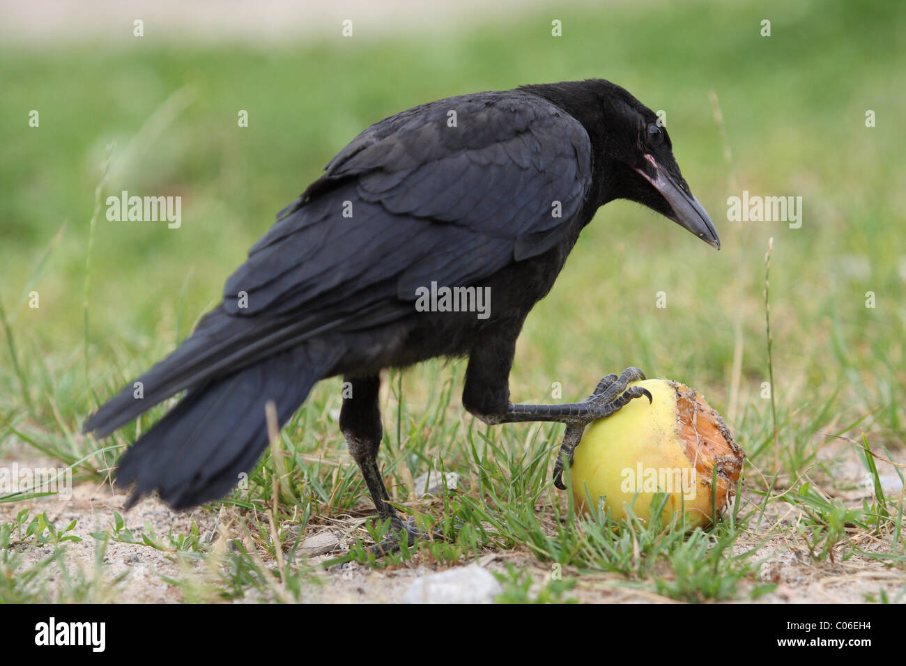 Crow eating hi-res stock photography and images - Alamy