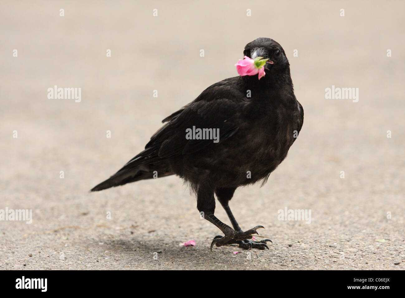 Crow flowers hi-res stock photography and images - Alamy