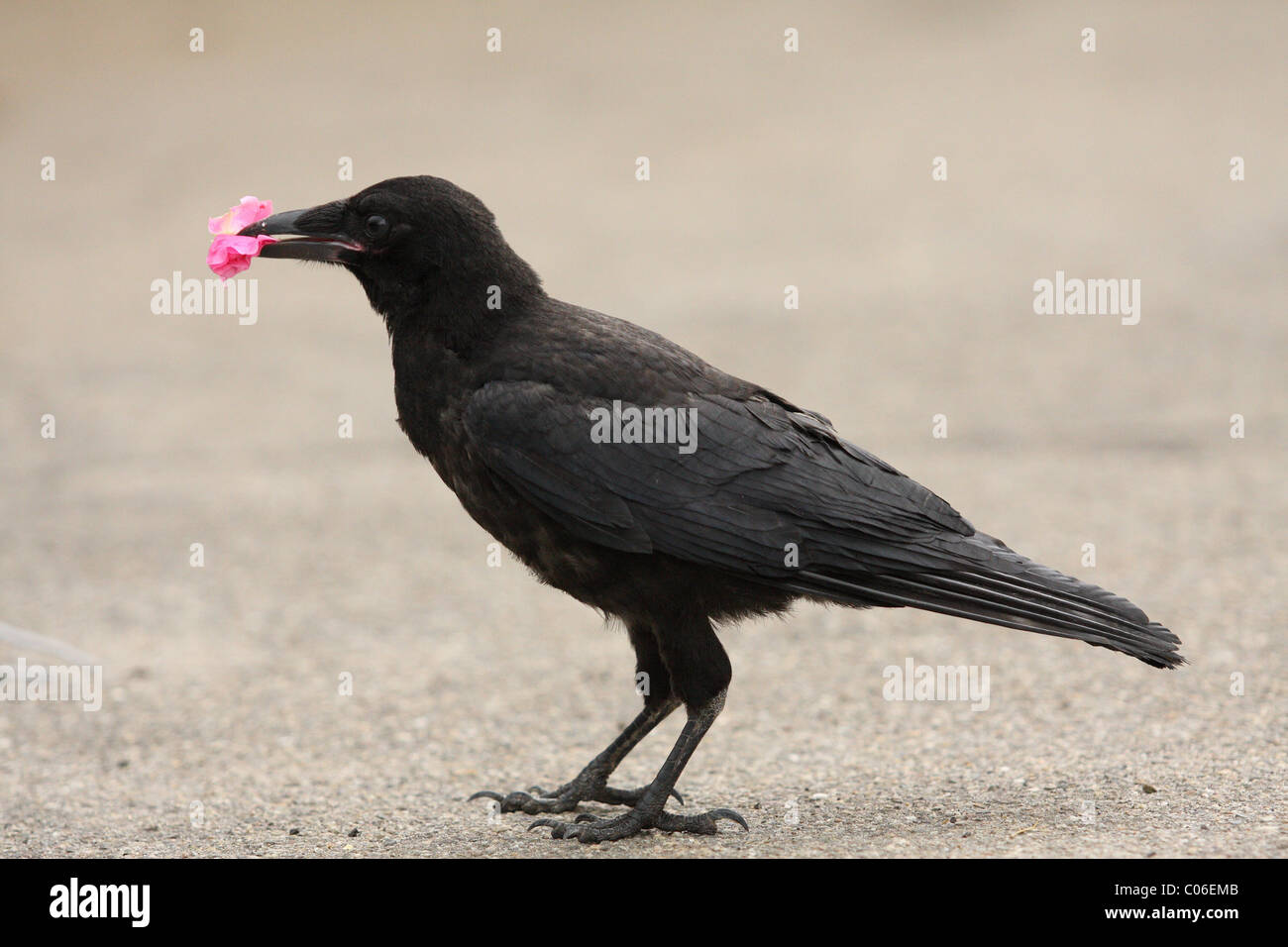 Crow flowers hi-res stock photography and images - Alamy