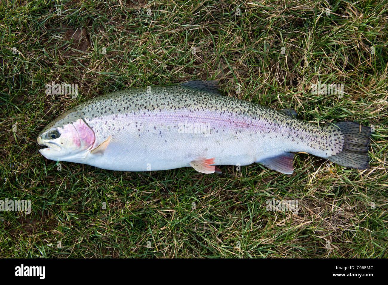 Large 6lb 2oz freshly caught rainbow trout at Blackwool Farm trout ...