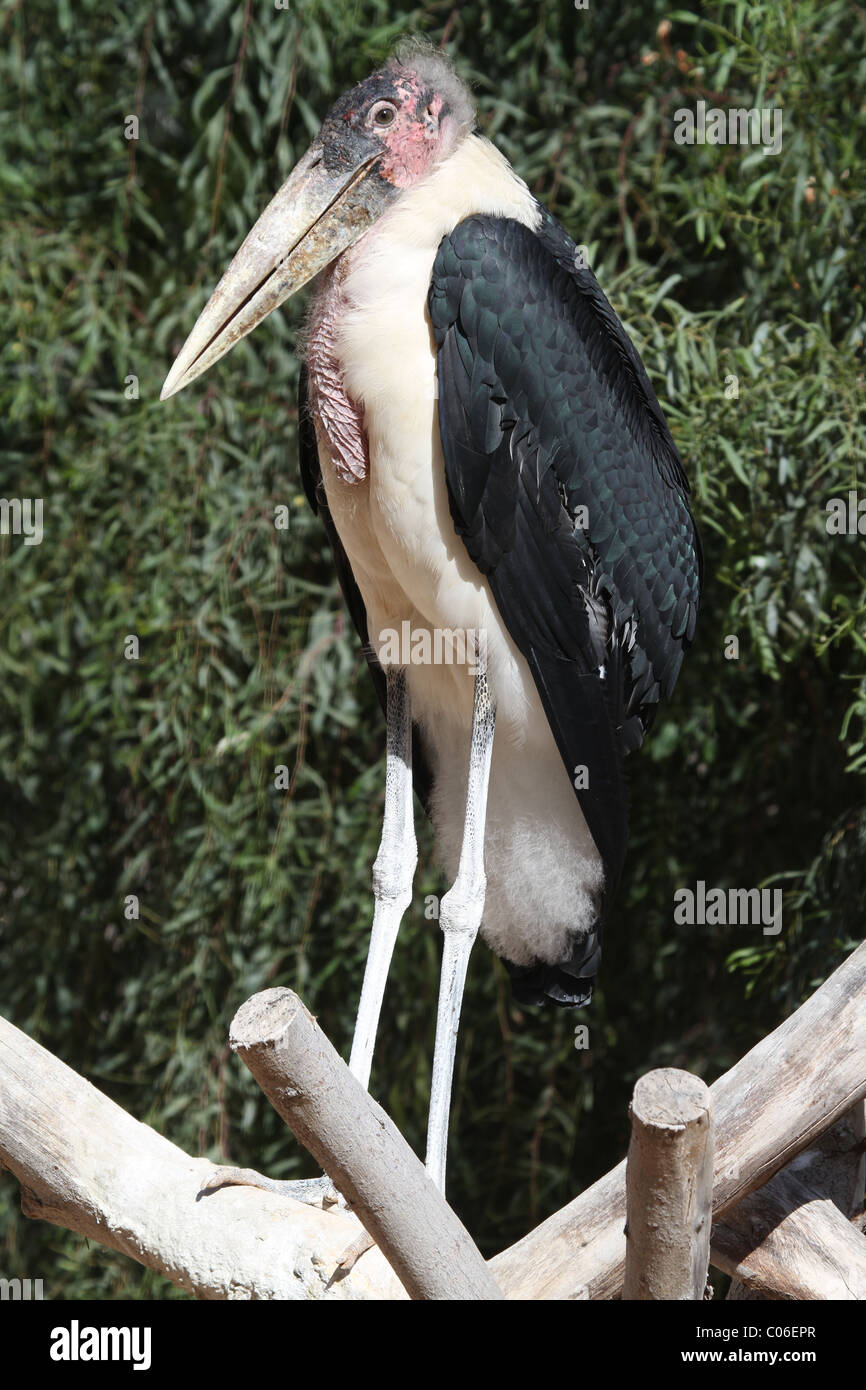 Marabou on a tree hi-res stock photography and images - Alamy