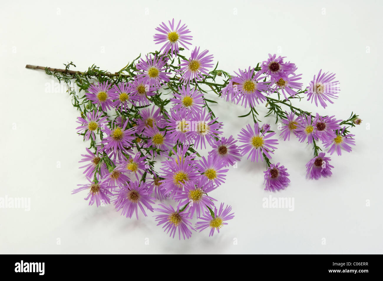 Heath Aster (Aster ericoides Pink Star, Aster pringlei Pink Star ...