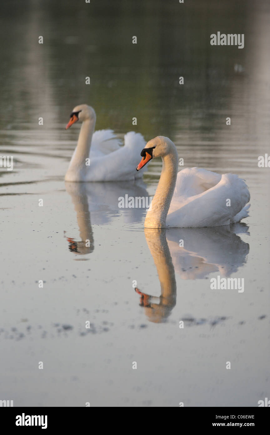 Mute Swans (Cygnus olor), Schonau Ponds, Triestingtal valley, Lower ...