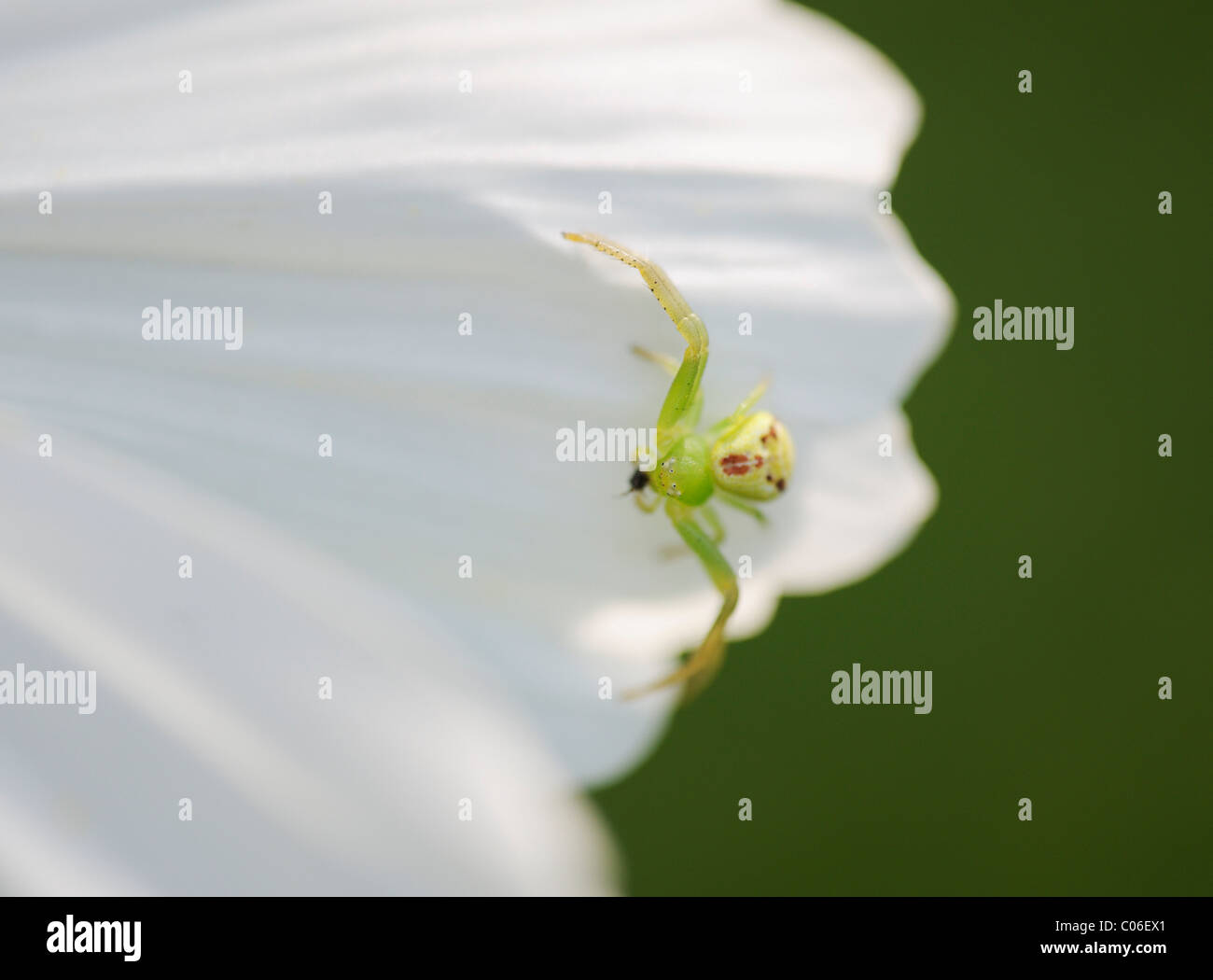 Triangle Crab Spider (Misumenops tricuspidatus) on a garden flower ...