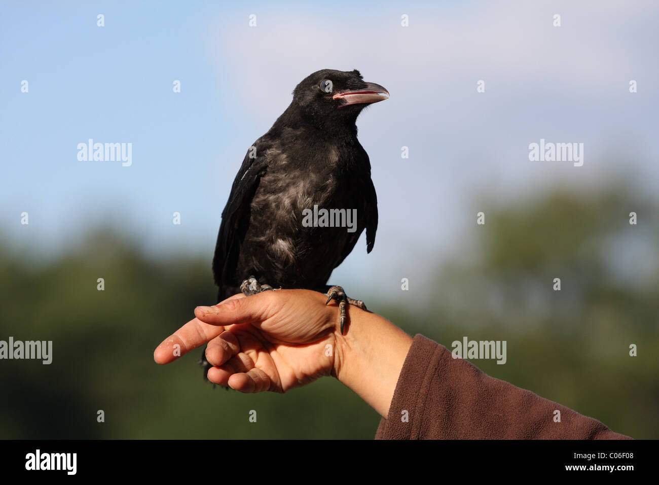 Human carrion hi-res stock photography and images - Alamy