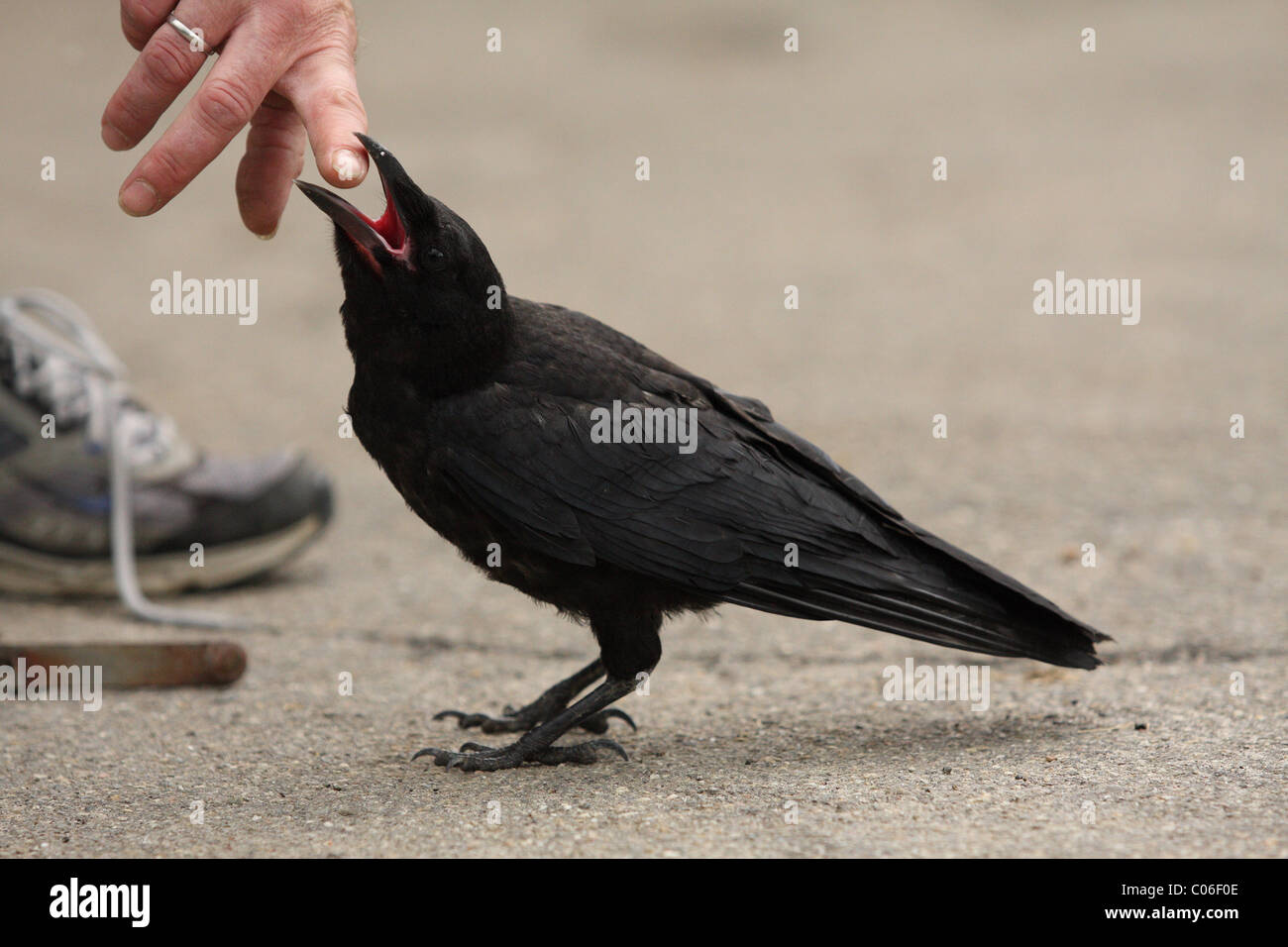 The crow people hi-res stock photography and images - Alamy