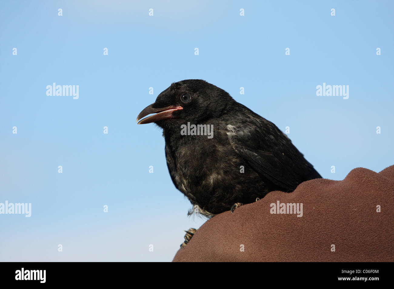 Crows sky dark hi-res stock photography and images - Alamy