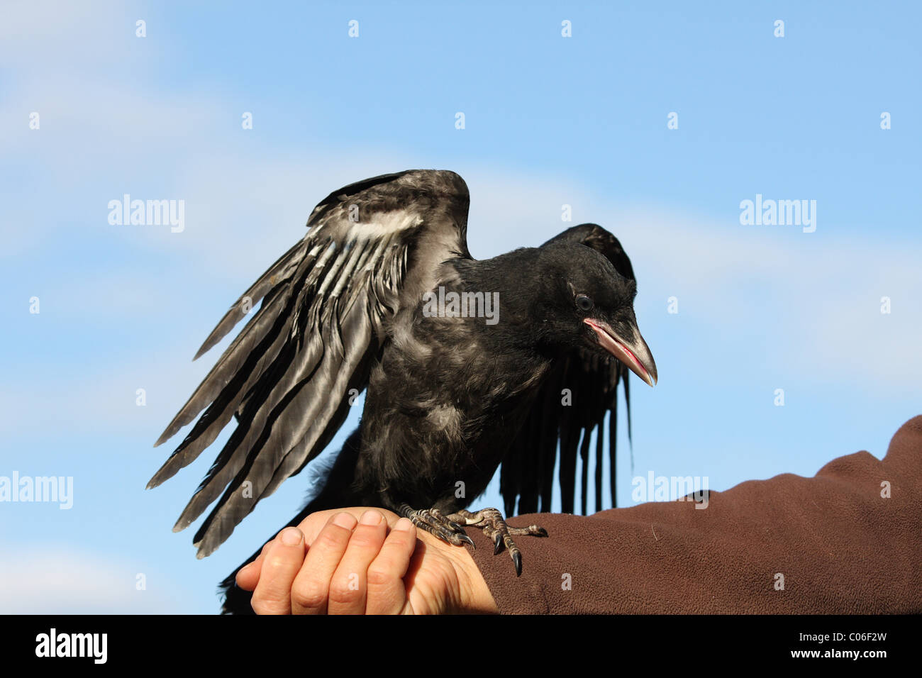 Human Carrion High Resolution Stock Photography and Images - Alamy