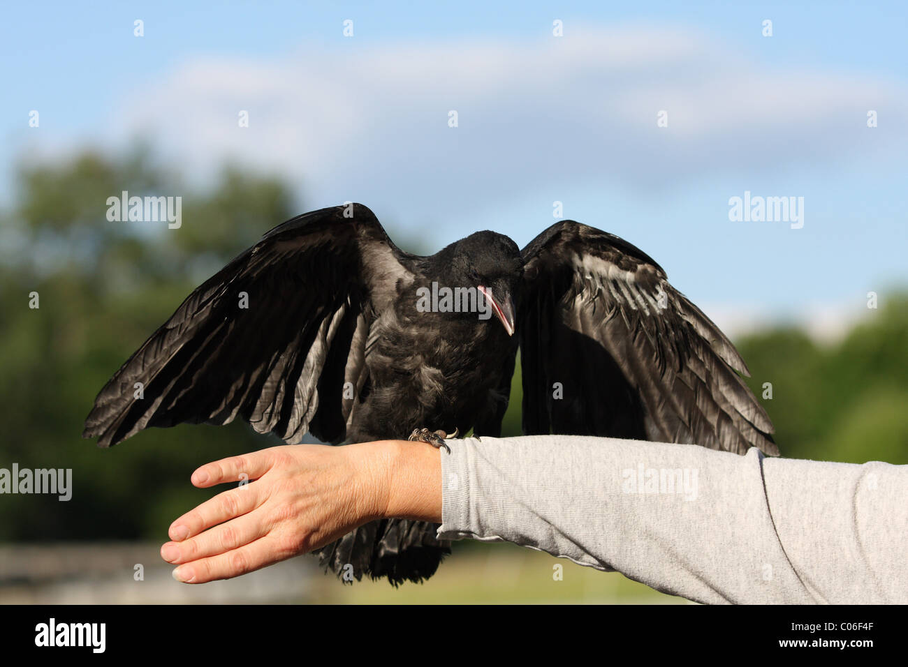 Human Carrion High Resolution Stock Photography and Images - Alamy