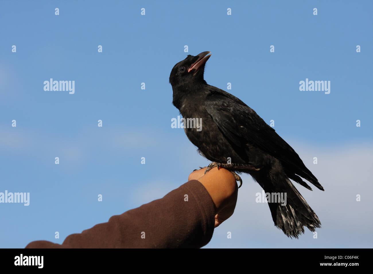 Human carrion hi-res stock photography and images - Alamy