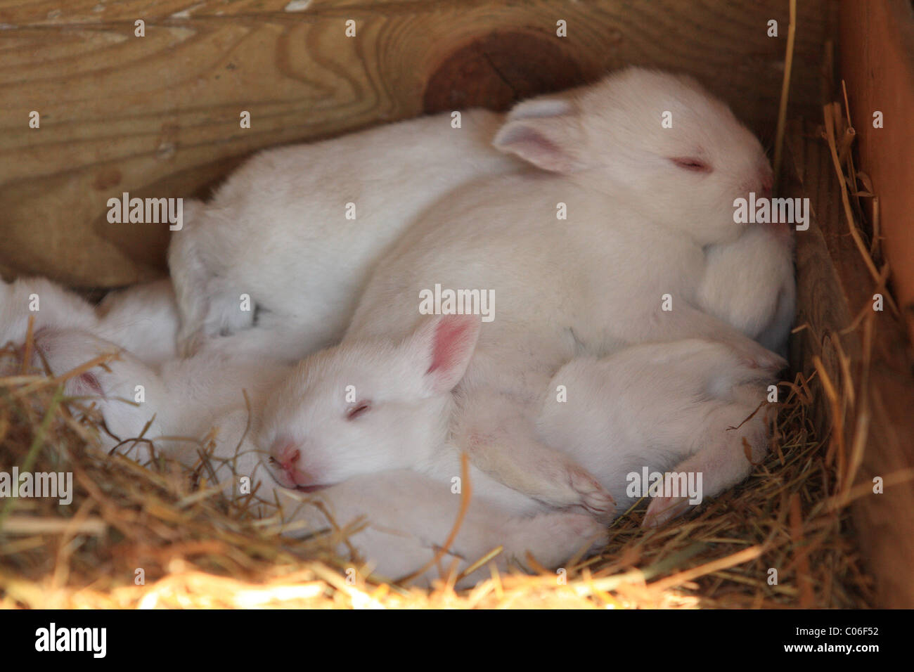Baby bunnies hi-res stock photography and images - Alamy