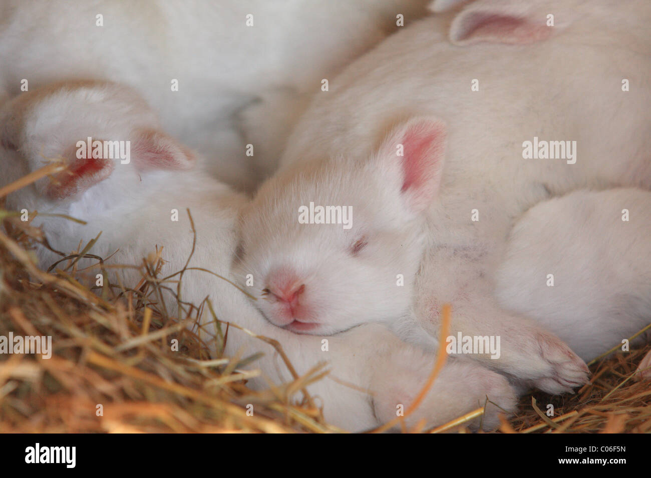 White rabbit sleep hi-res stock photography and images - Alamy