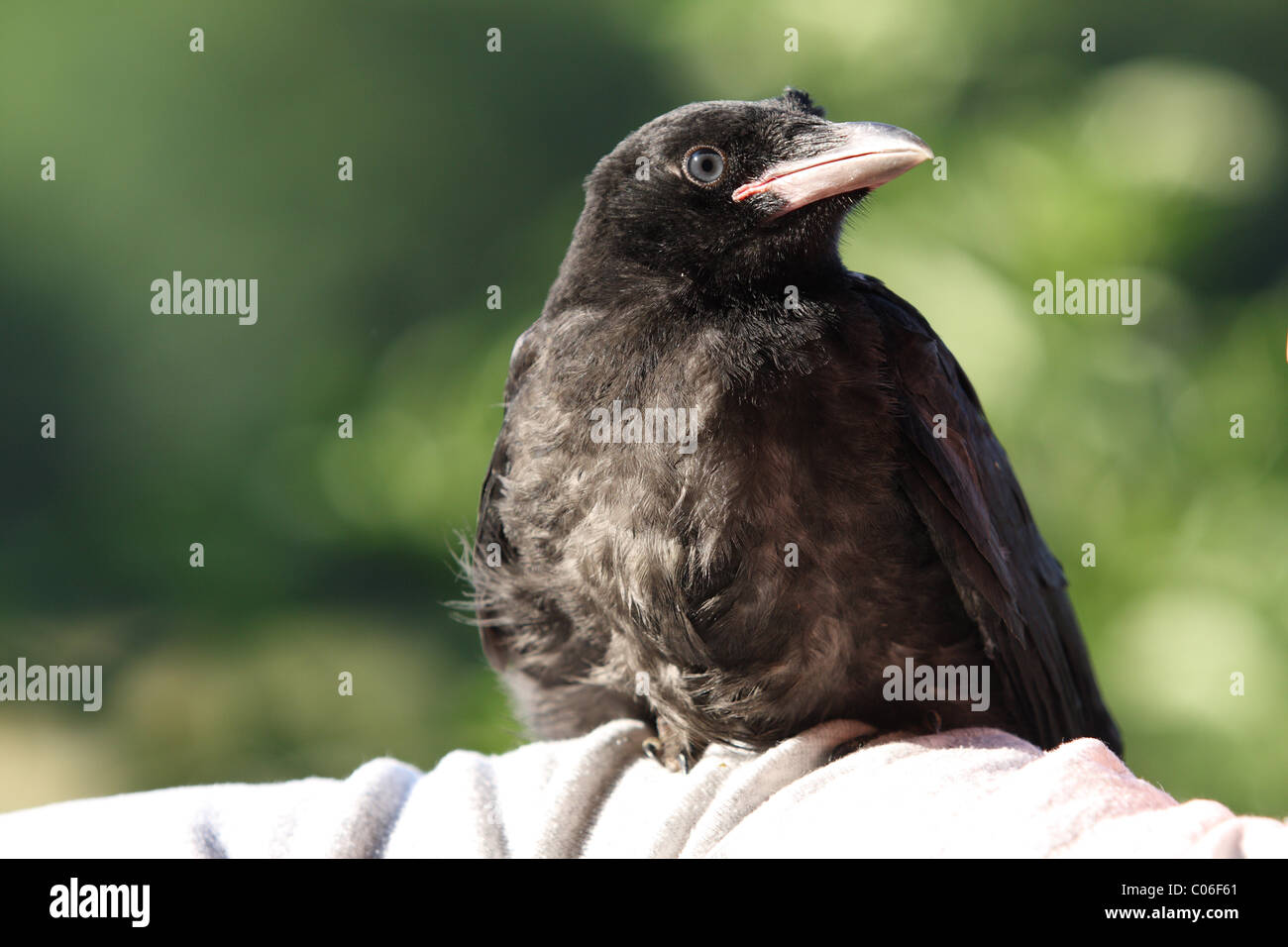 Single carrion crow hi-res stock photography and images - Alamy
