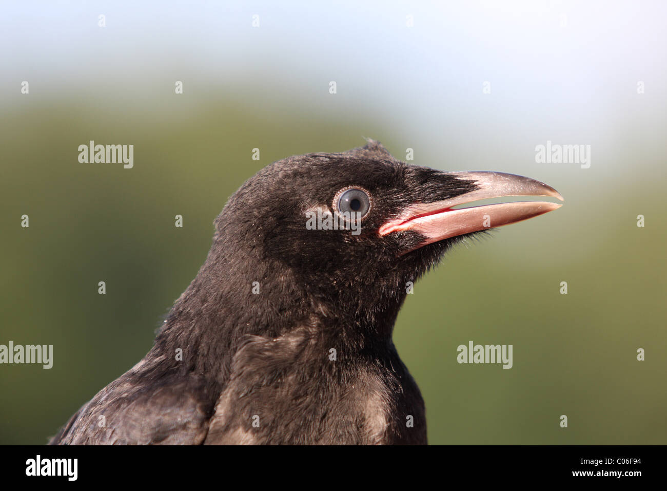 carrion crow portrait Stock Photo - Alamy