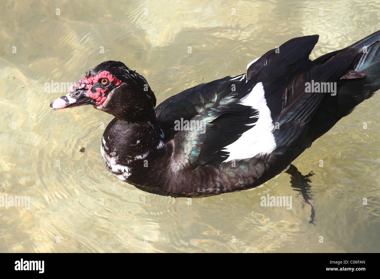 Muscovy Duck (Barbary duck) in the wild Stock Photo - Alamy