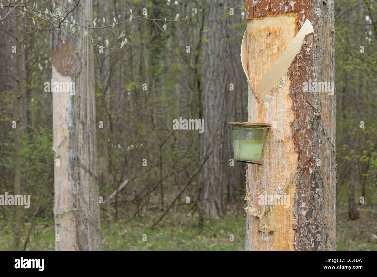 Pitch pine trees hi-res stock photography and images - Alamy