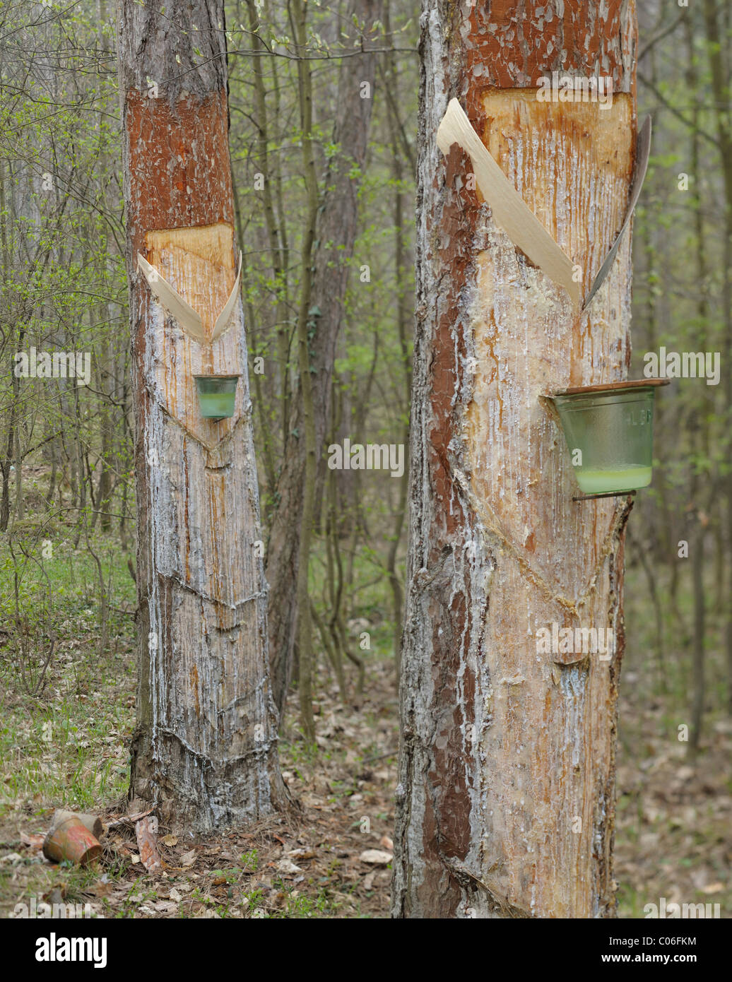 Pitch pine trees hi-res stock photography and images - Alamy