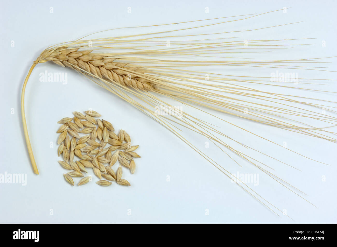 Six row barley hi-res stock photography and images - Alamy