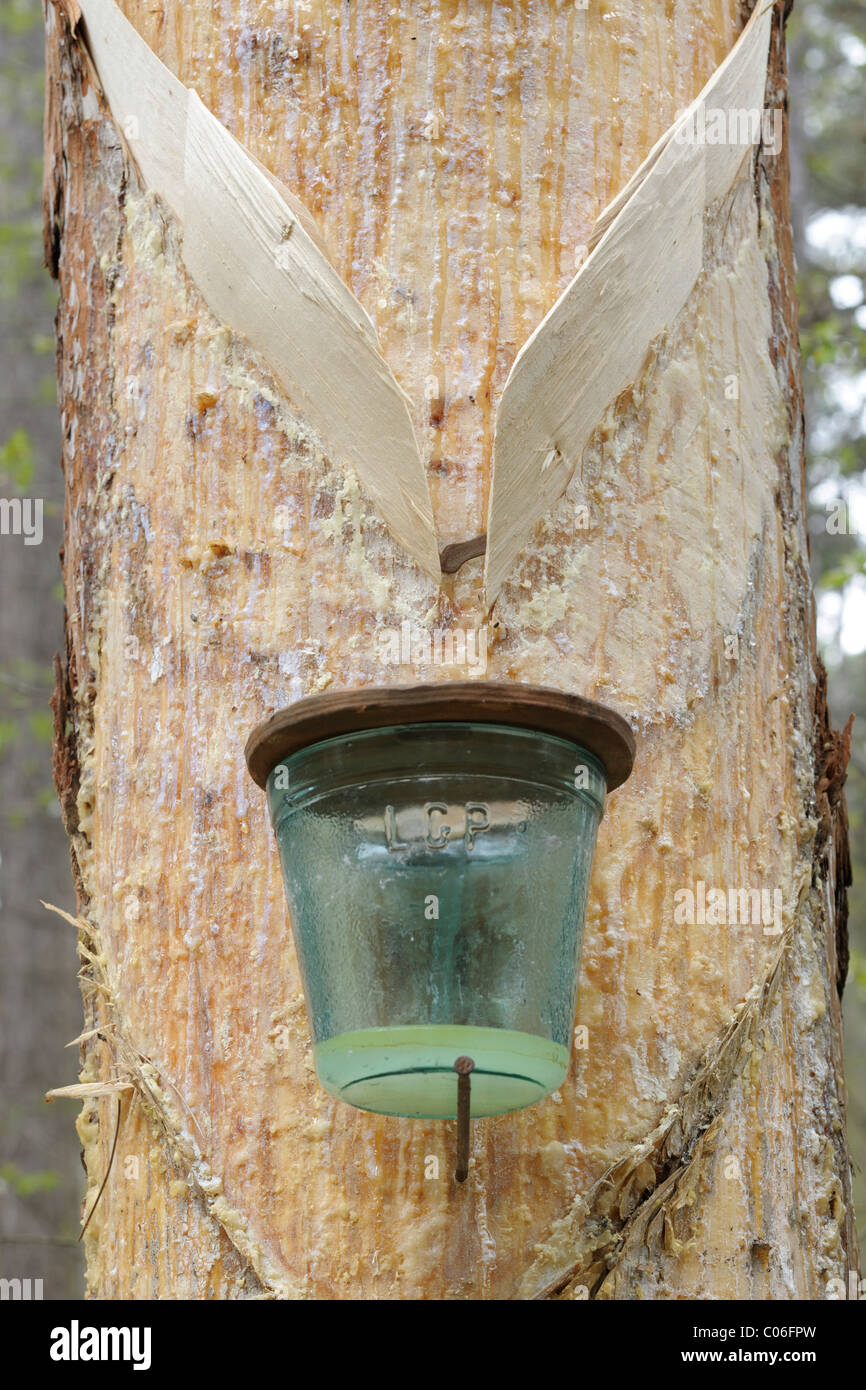 Pitch pine trees hi-res stock photography and images - Alamy