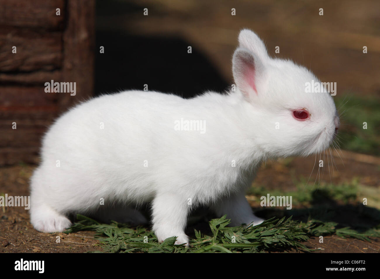 Rabbit stands hi-res stock photography and images - Alamy