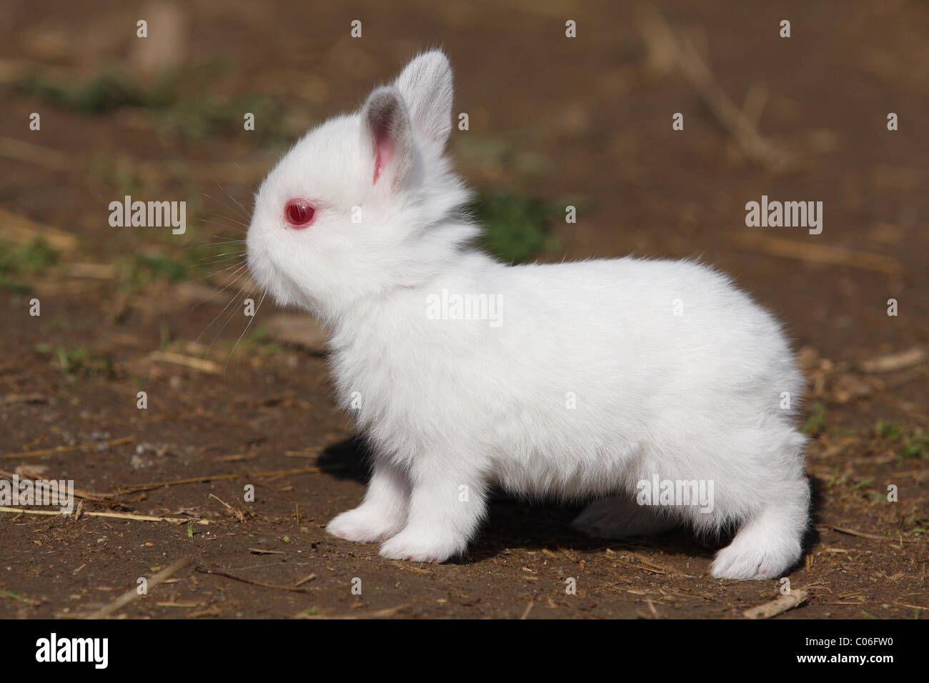 Rabbit stands hi-res stock photography and images - Alamy