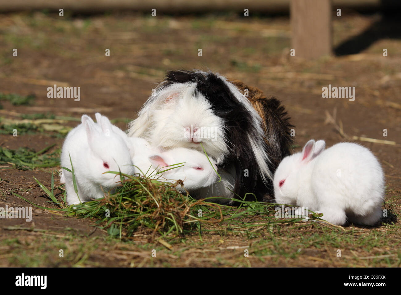 rabbit and guinea pig Stock Photo - Alamy