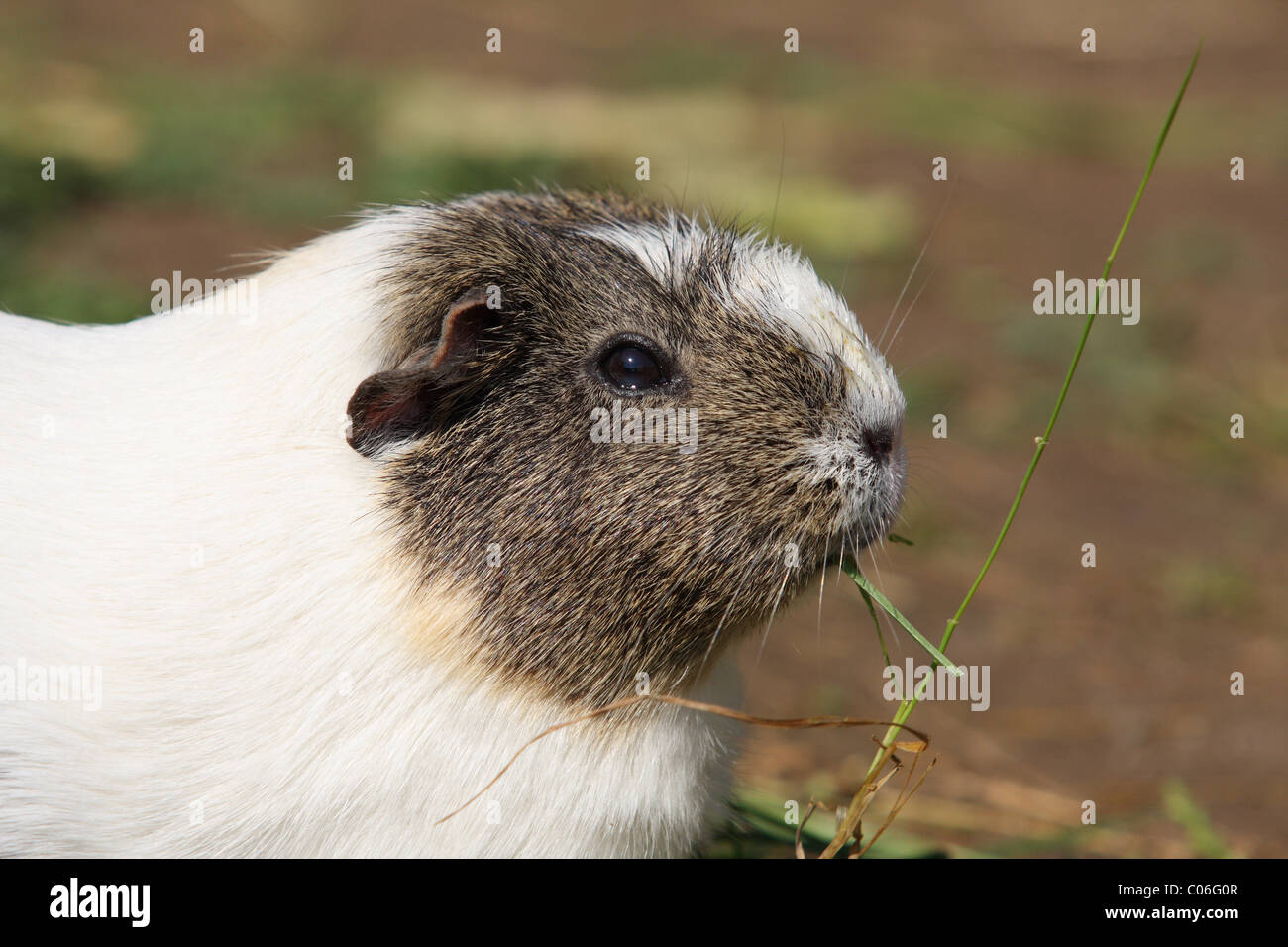 A rabbit and guinea pig hi-res stock photography and images - Alamy